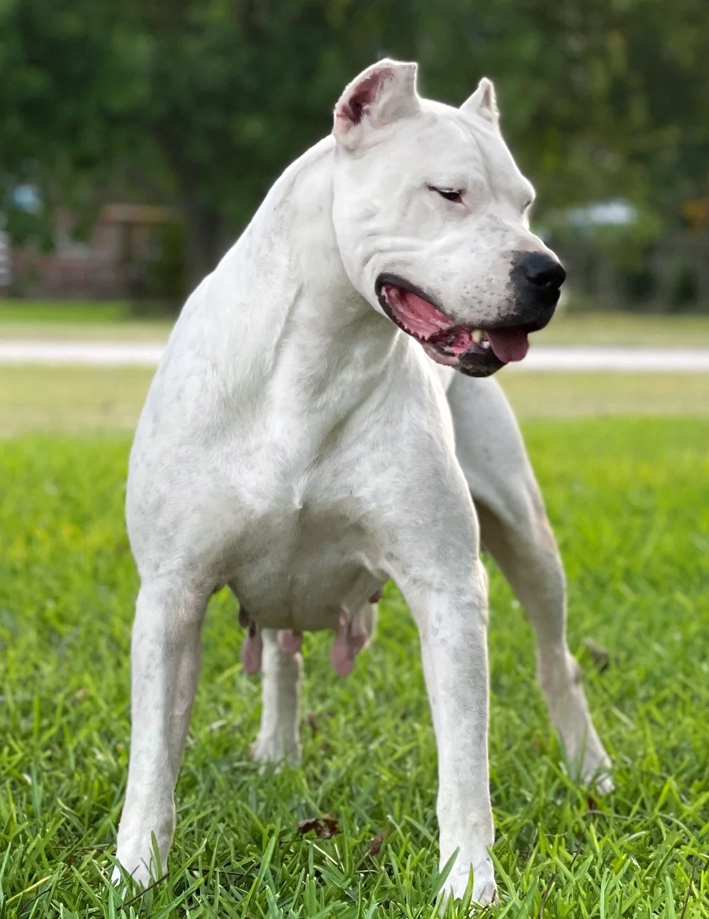 Triple M Dogo