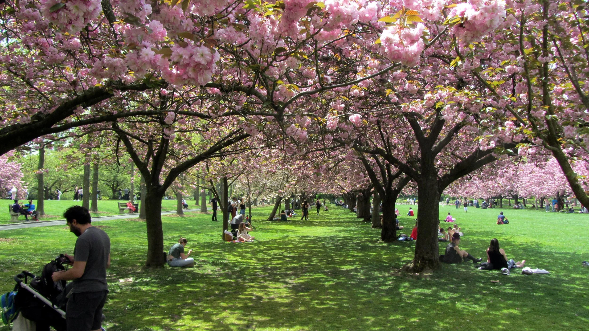Best Locations for Cherry Blossom Engagement Session in NYC — Lacaden ...