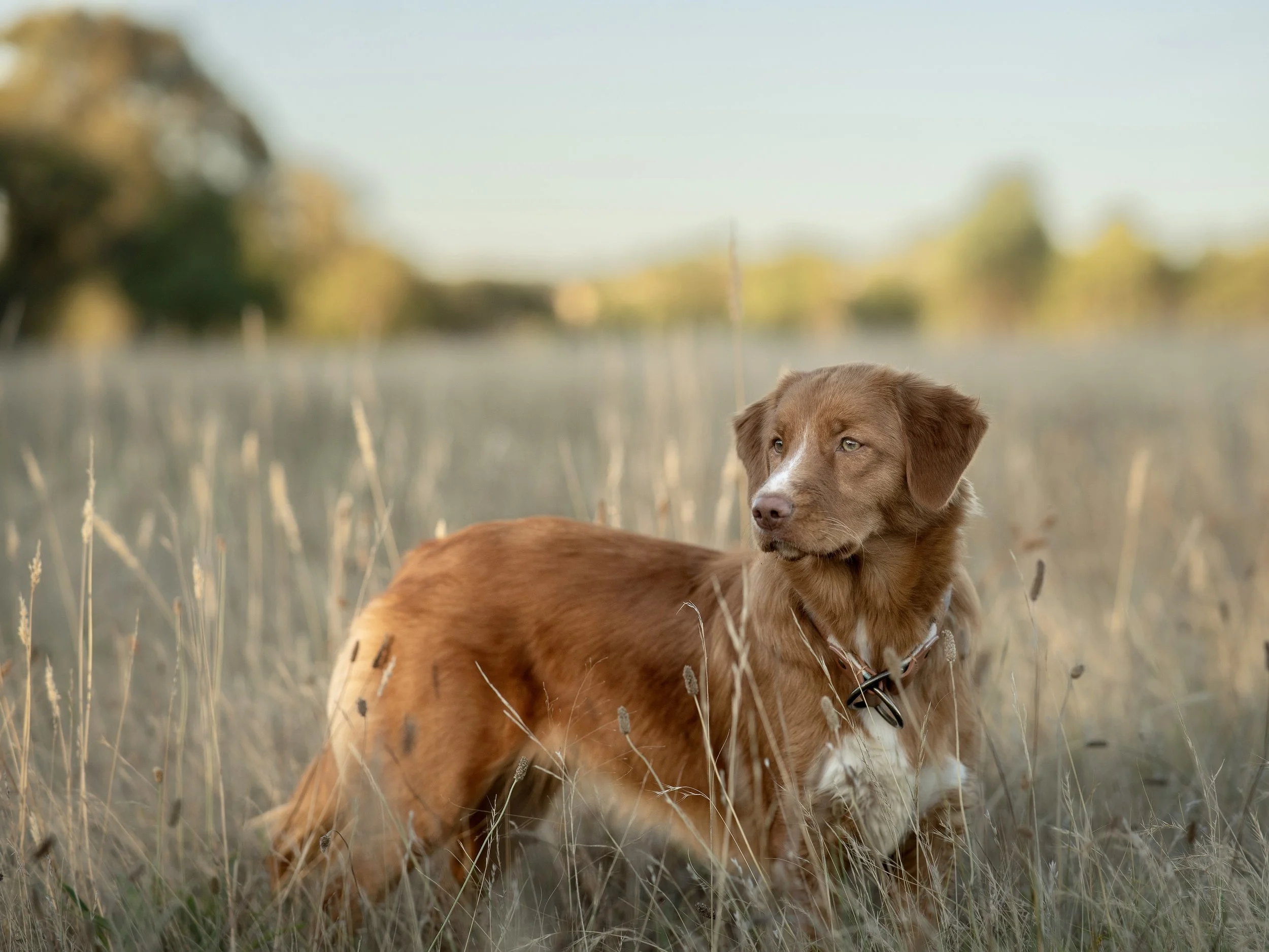 Tidelands Tollers