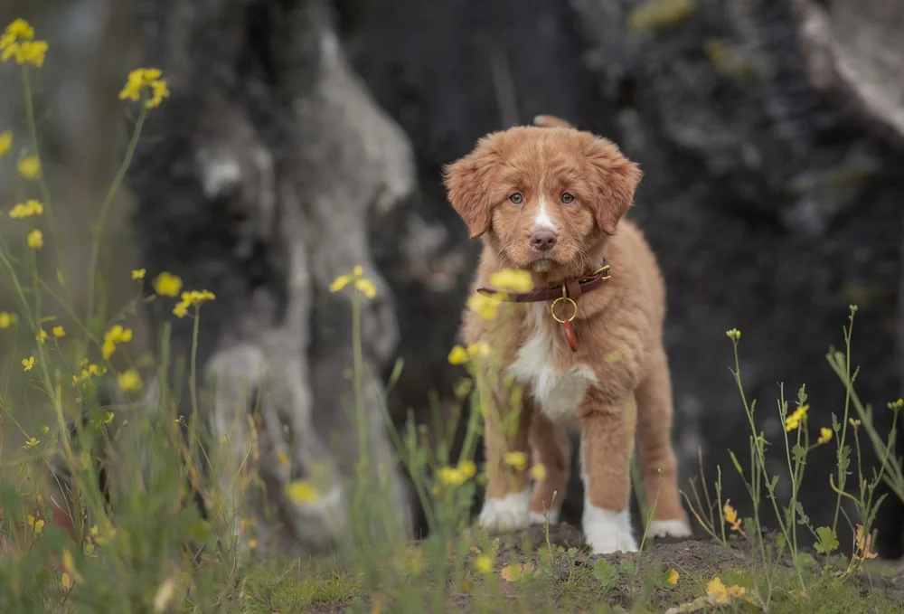 General 2 — Tidelands Tollers
