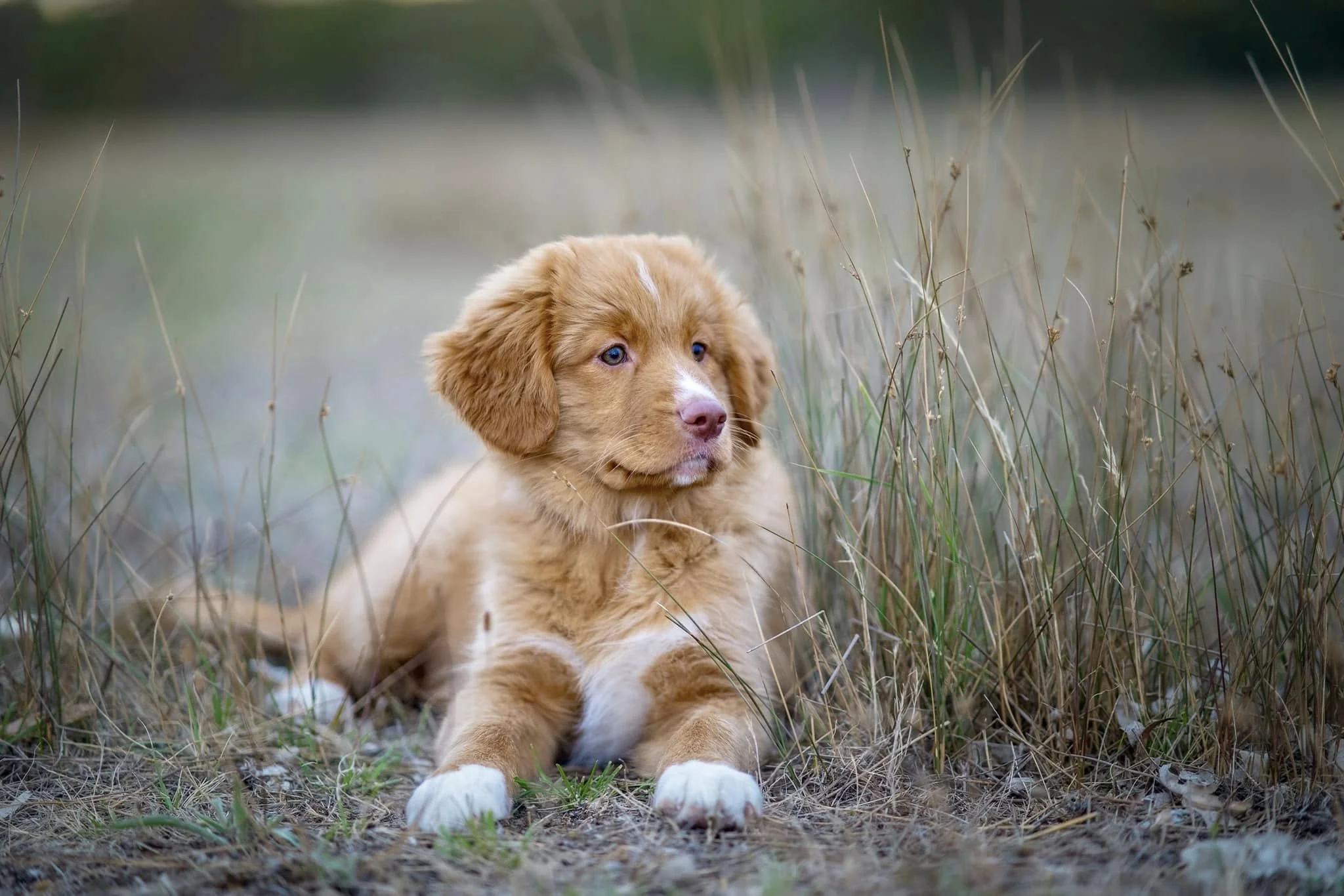 Cookie — Tidelands Tollers
