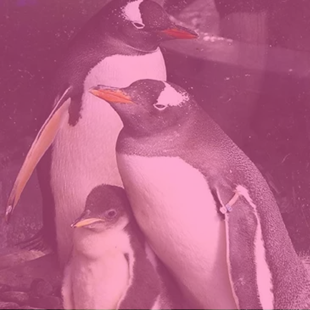 Sphen the Penguin, Gay Animals & Heteronormativity in Nature — Polyester