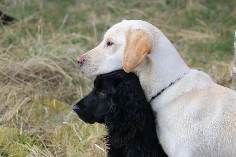 Dog Training Scotland, Fife, Perth & Kinross, Edinburgh, Dundee