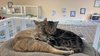 Adopt — Cal Poly Cat Program