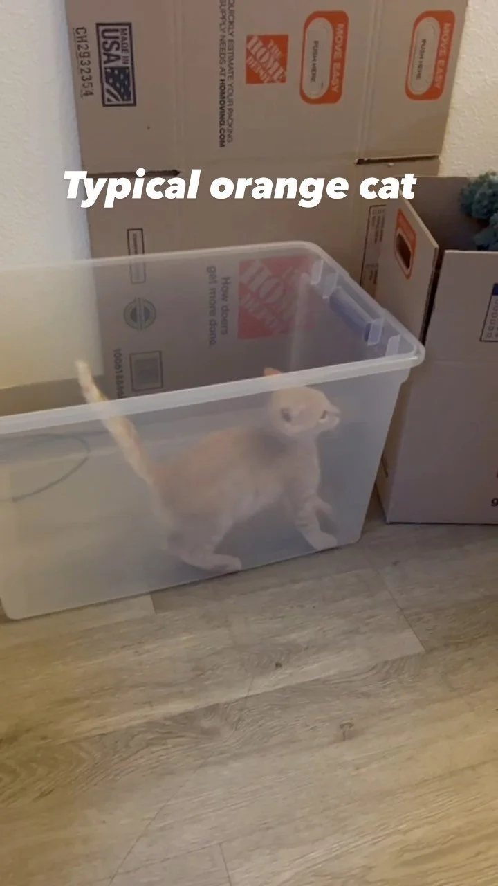 Events — Cal Poly Cat Program