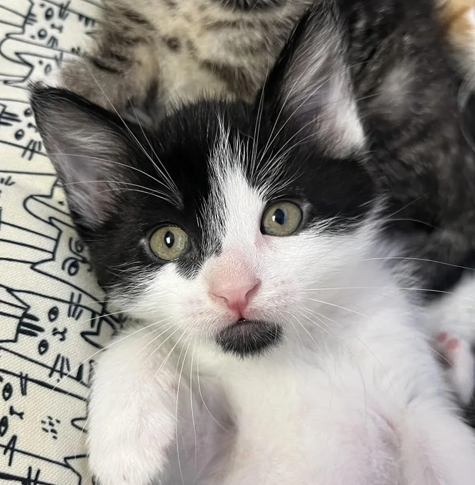 Events — Cal Poly Cat Program