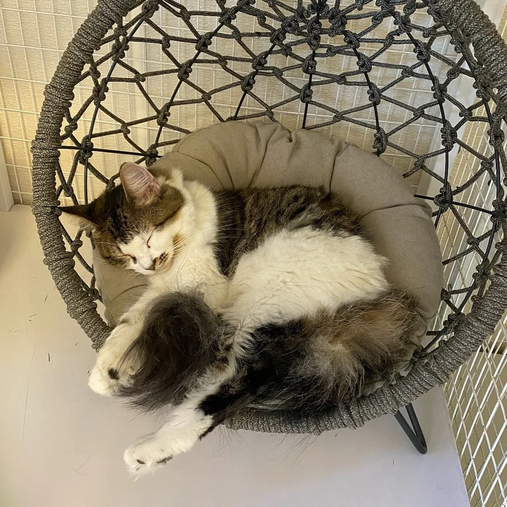 Events — Cal Poly Cat Program