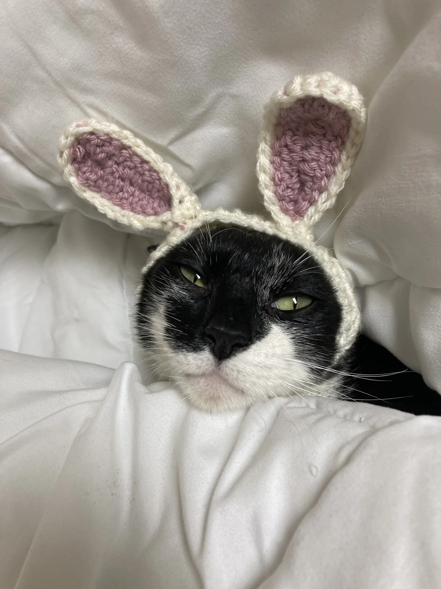 Foster — Cal Poly Cat Program