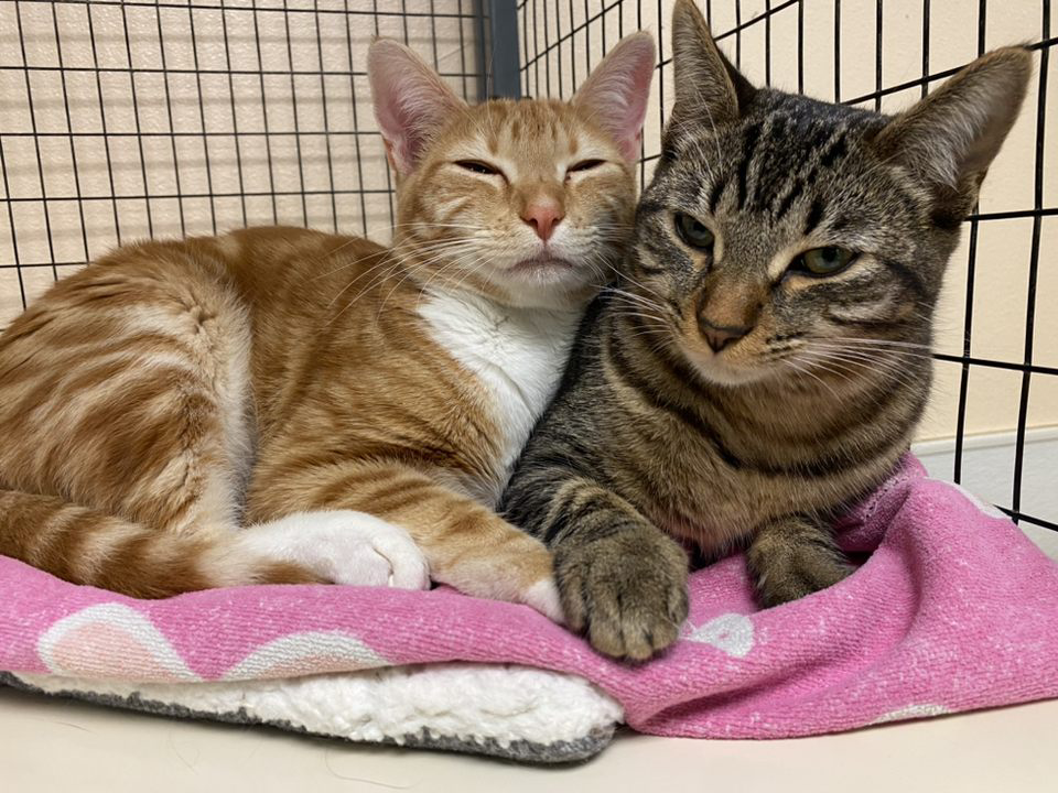 Adopt — Cal Poly Cat Program