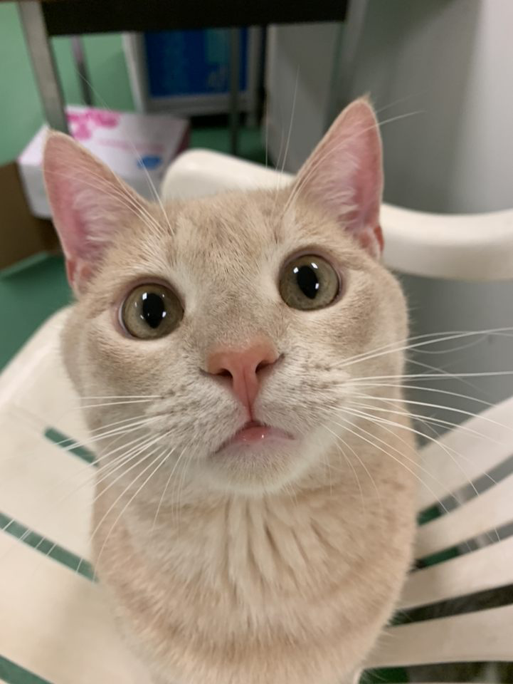 Adopt — Cal Poly Cat Program