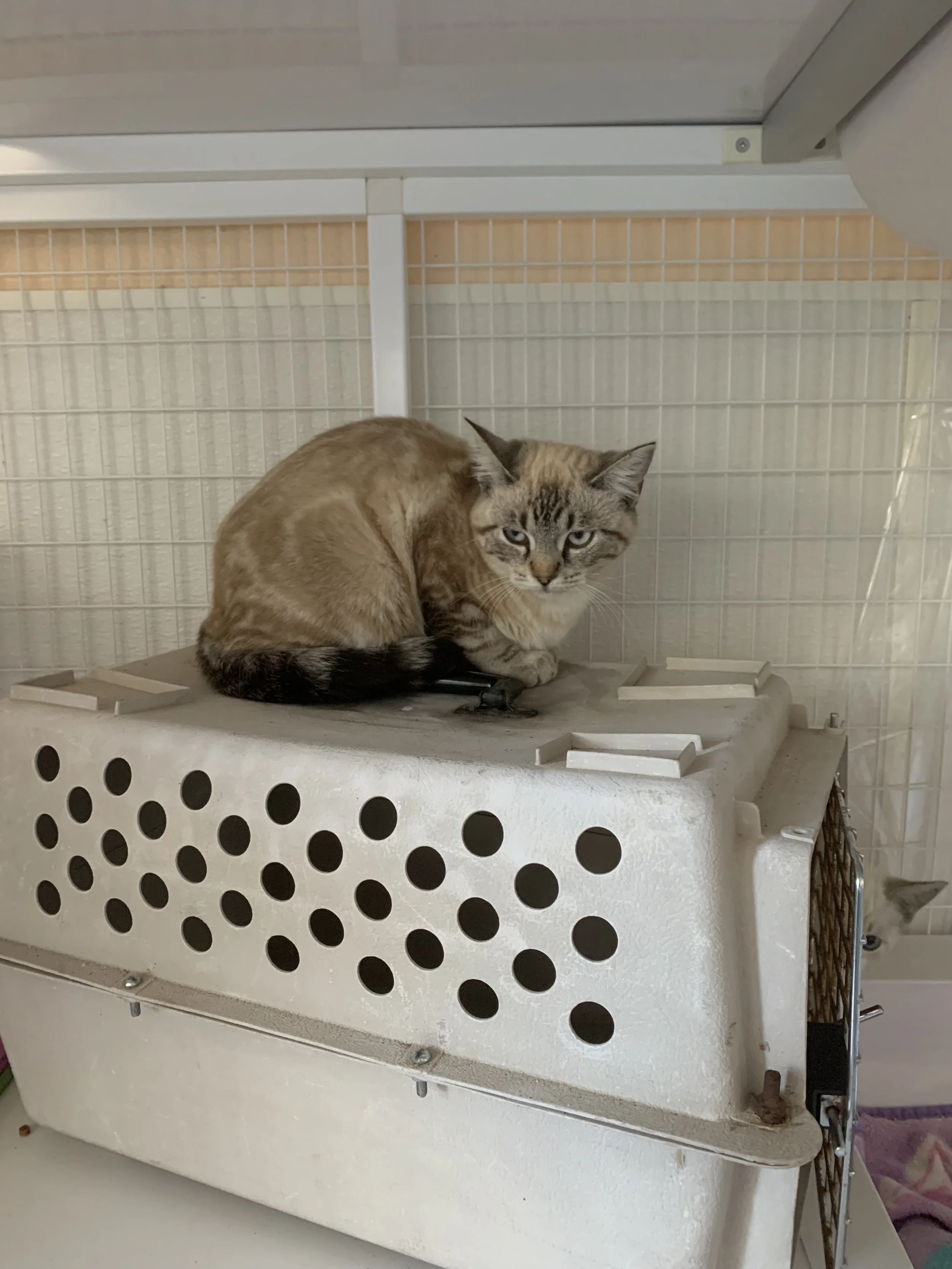 TNR — Cal Poly Cat Program