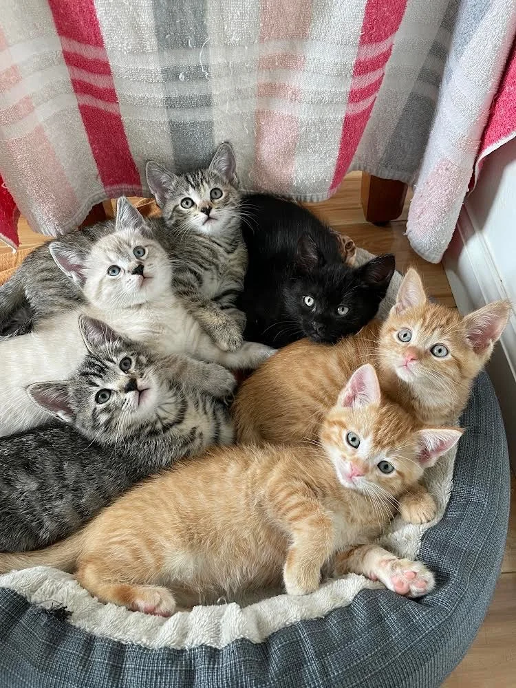 FAQ — Cal Poly Cat Program