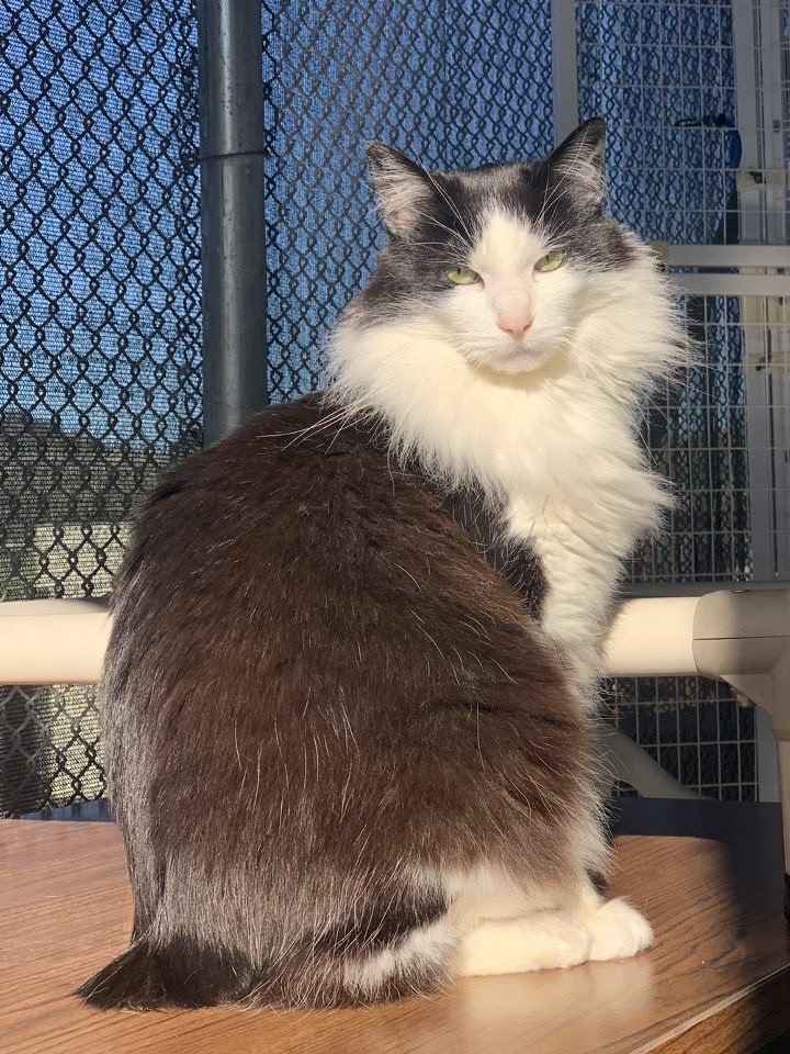 About Us — Cal Poly Cat Program