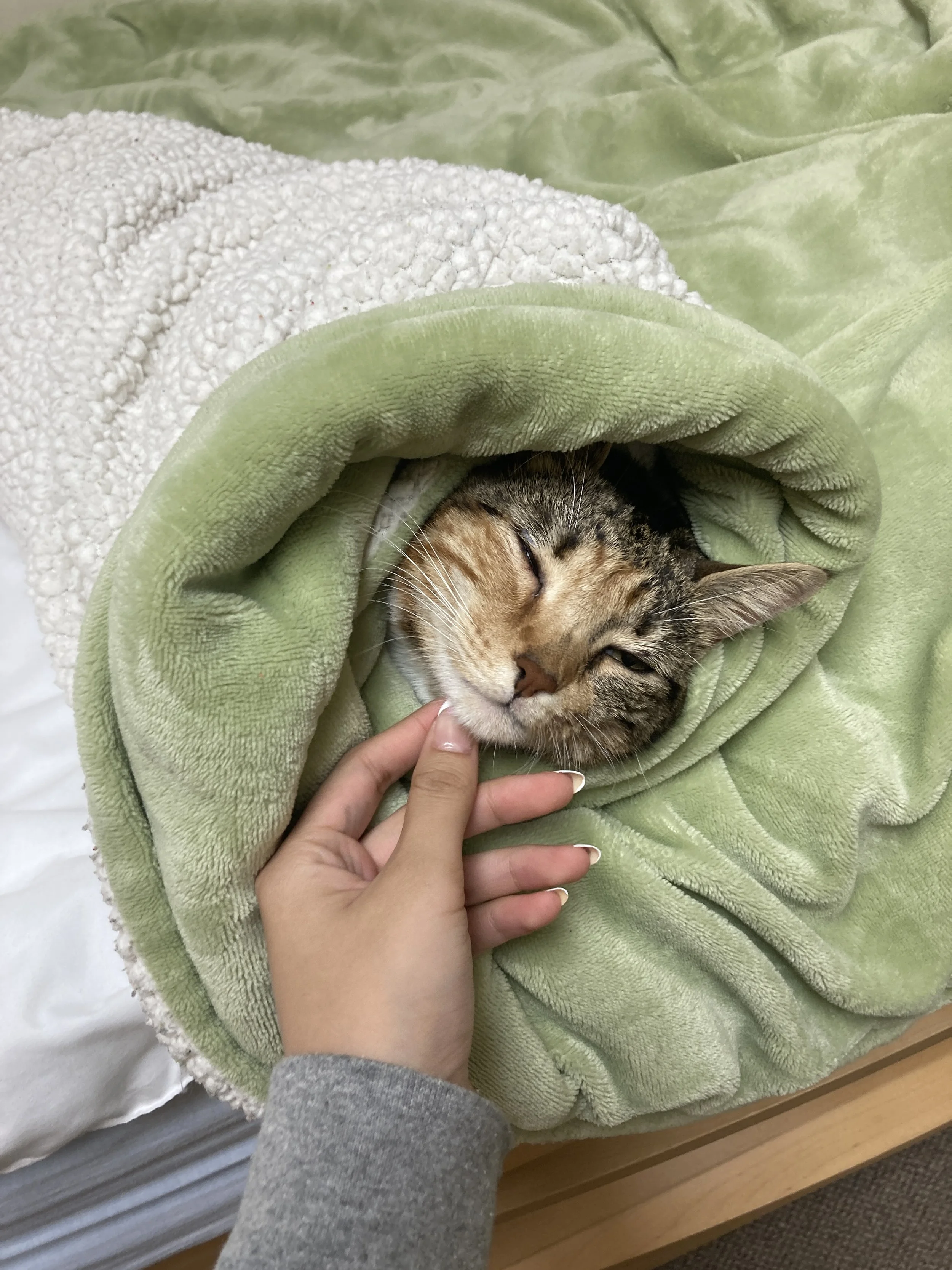 Foster — Cal Poly Cat Program