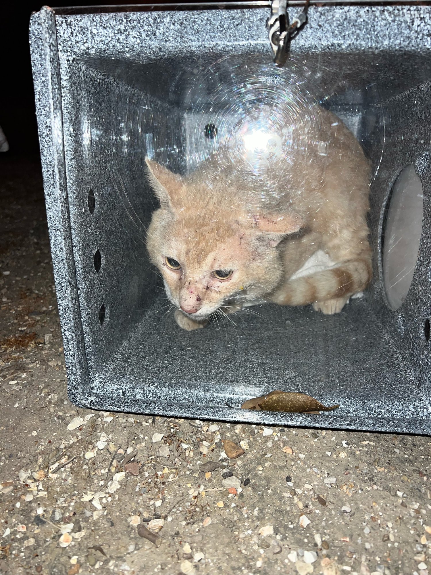 TNR — Cal Poly Cat Program