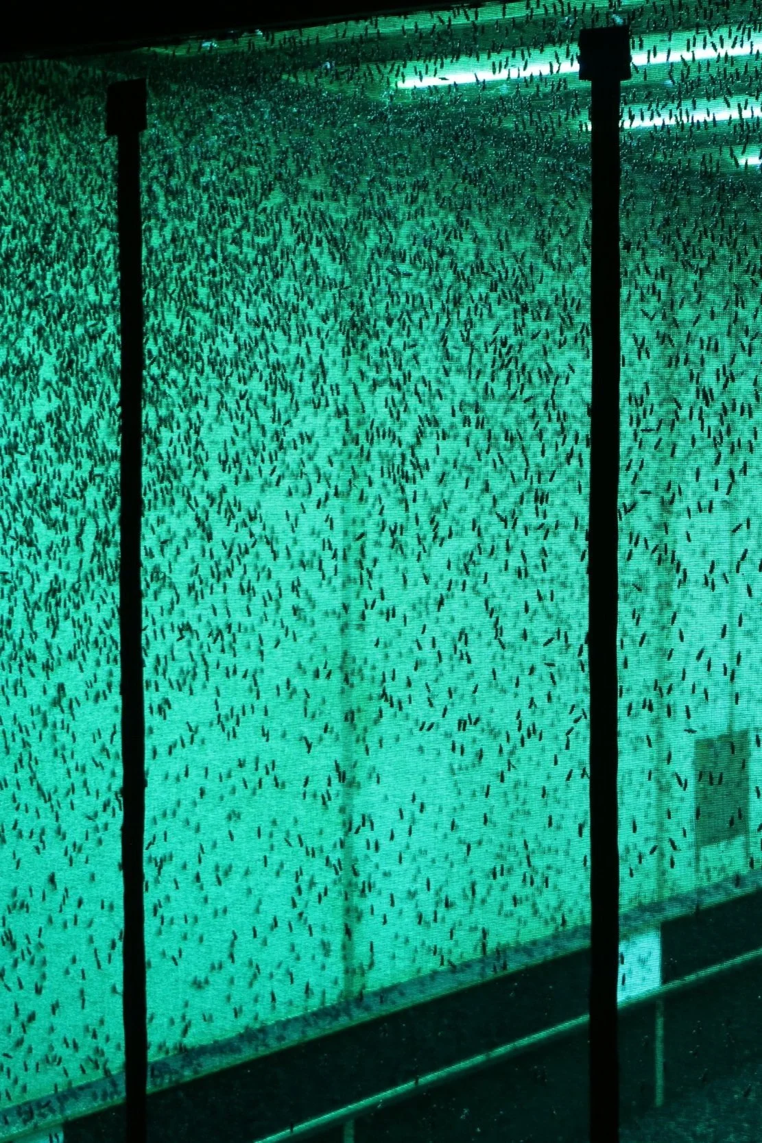 InsectoCycle - Turnkey BSF reproduction systems