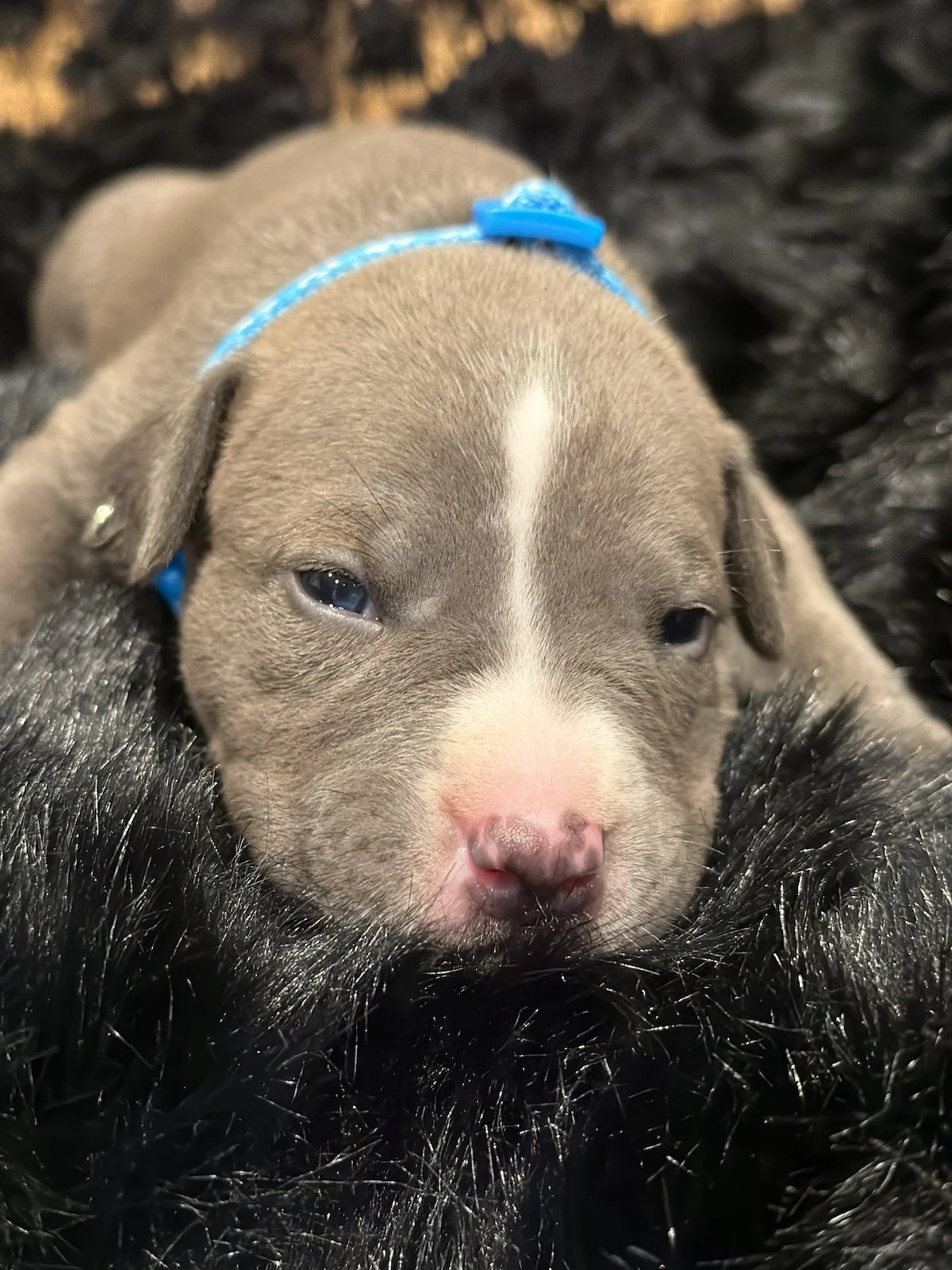 BESTINATION BK - BEST AMERICAN BULLY PUPPIES IN THE NATION — WELCOME TO ...