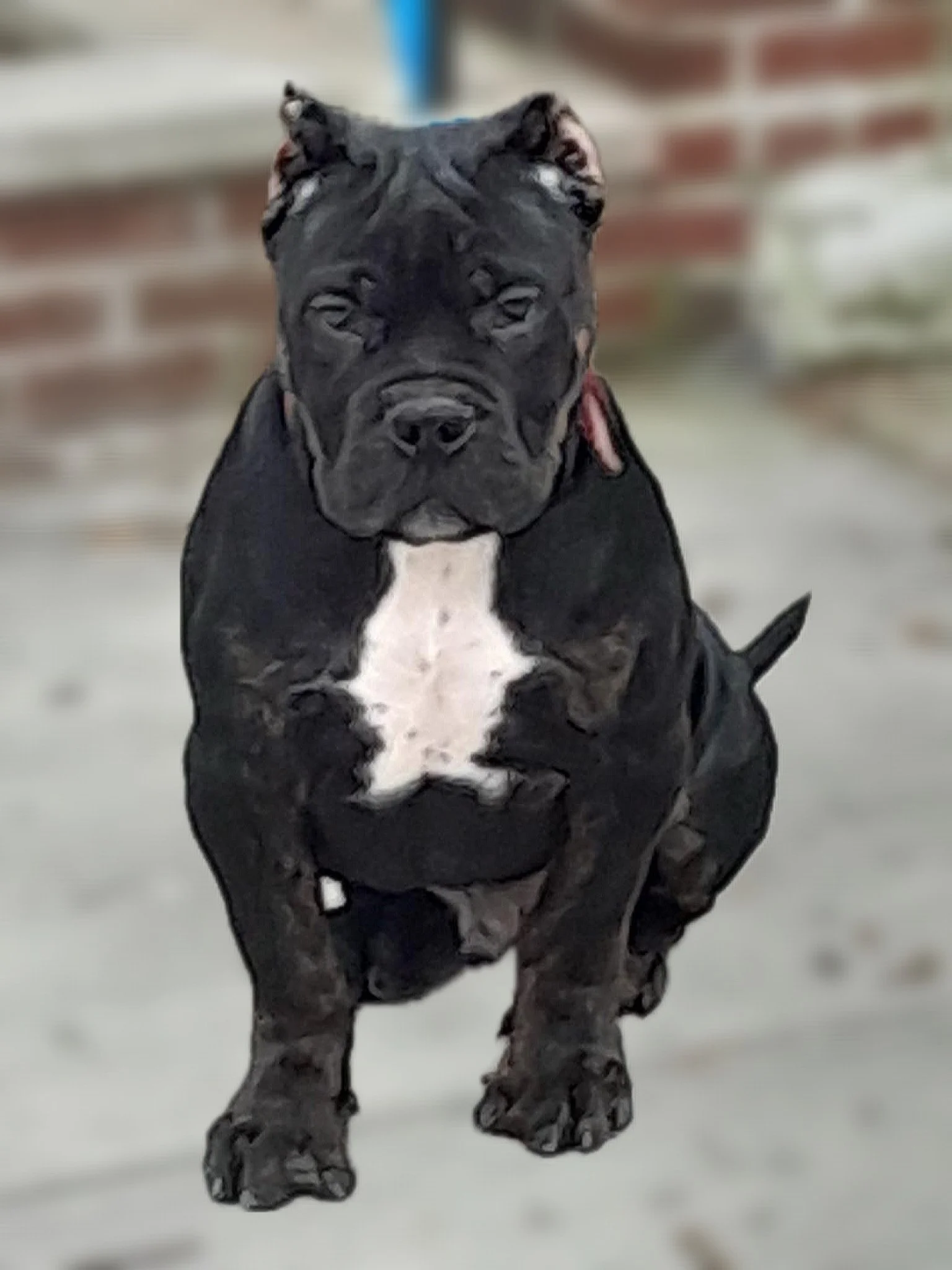BESTINATION BK - BEST AMERICAN BULLY PUPPIES IN THE NATION — WELCOME TO ...