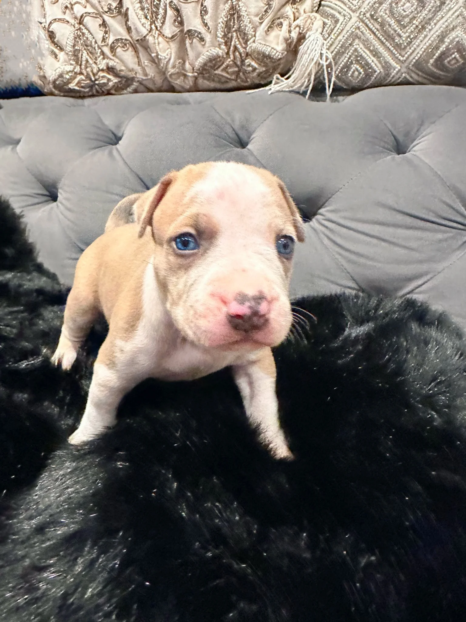 BESTINATION BK - BEST AMERICAN BULLY PUPPIES IN THE NATION — WELCOME TO ...