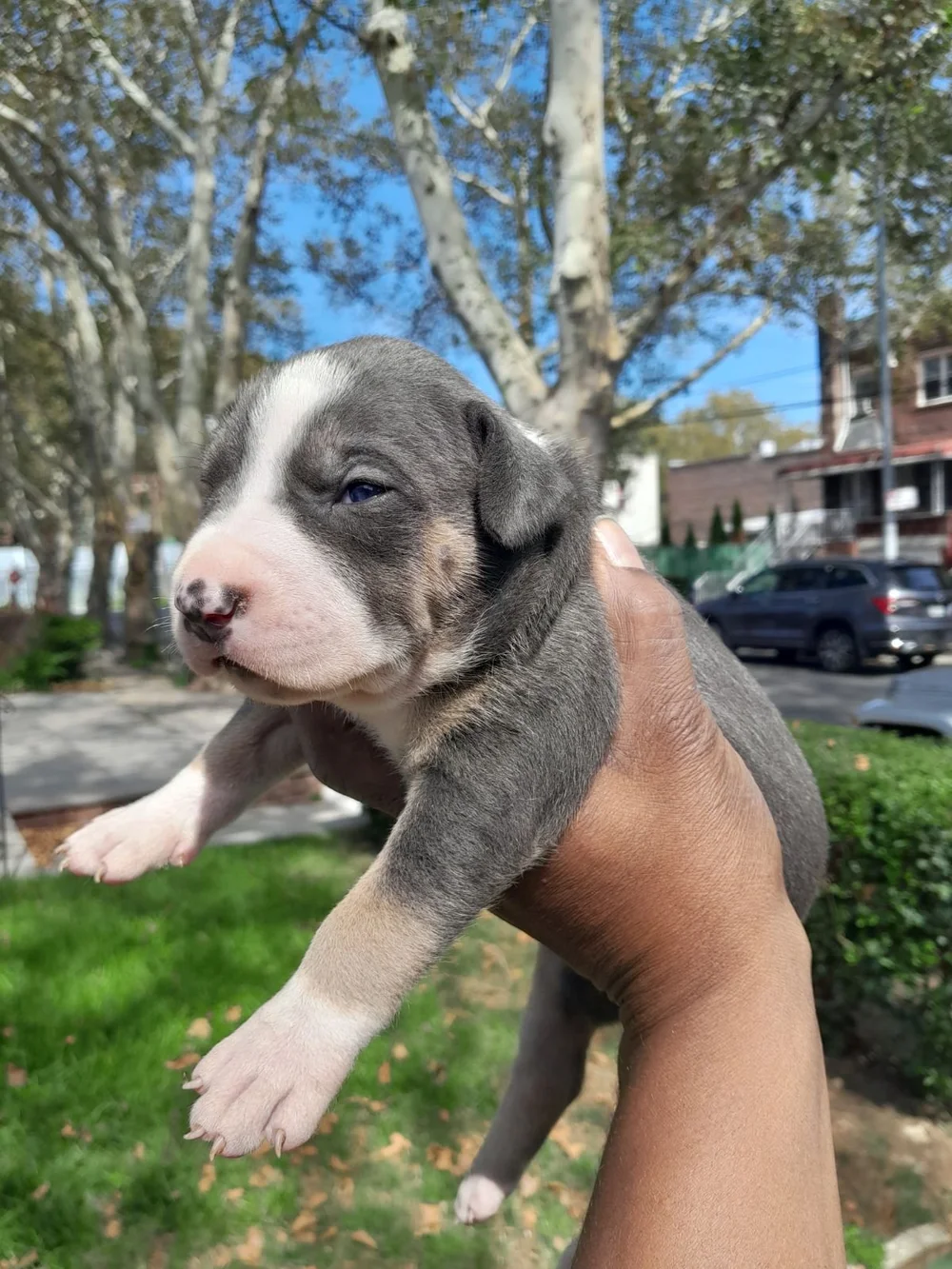 BESTINATION BK - BEST AMERICAN BULLY PUPPIES IN THE NATION — WELCOME TO ...