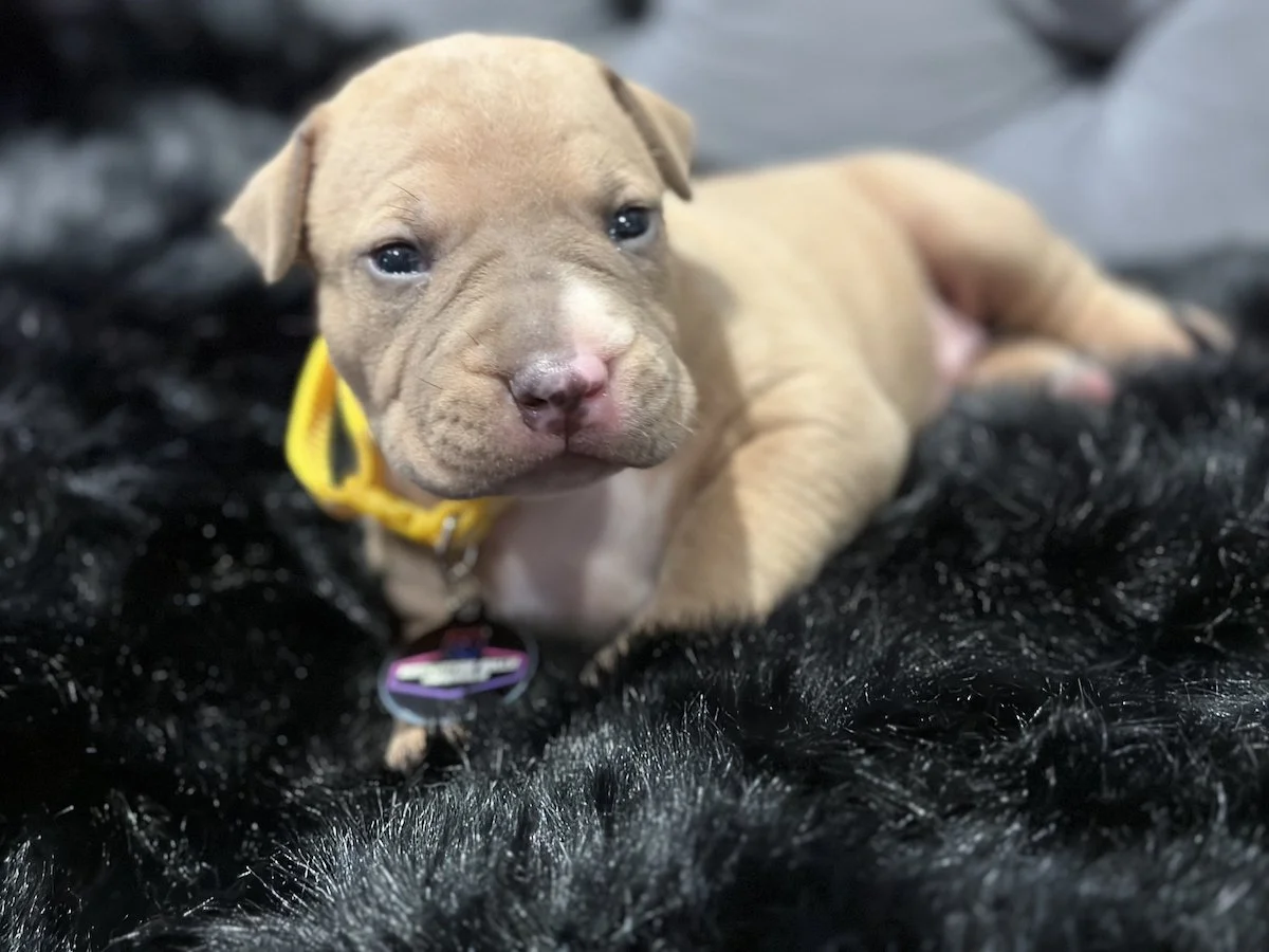 BESTINATION BK - BEST AMERICAN BULLY PUPPIES IN THE NATION — WELCOME TO ...