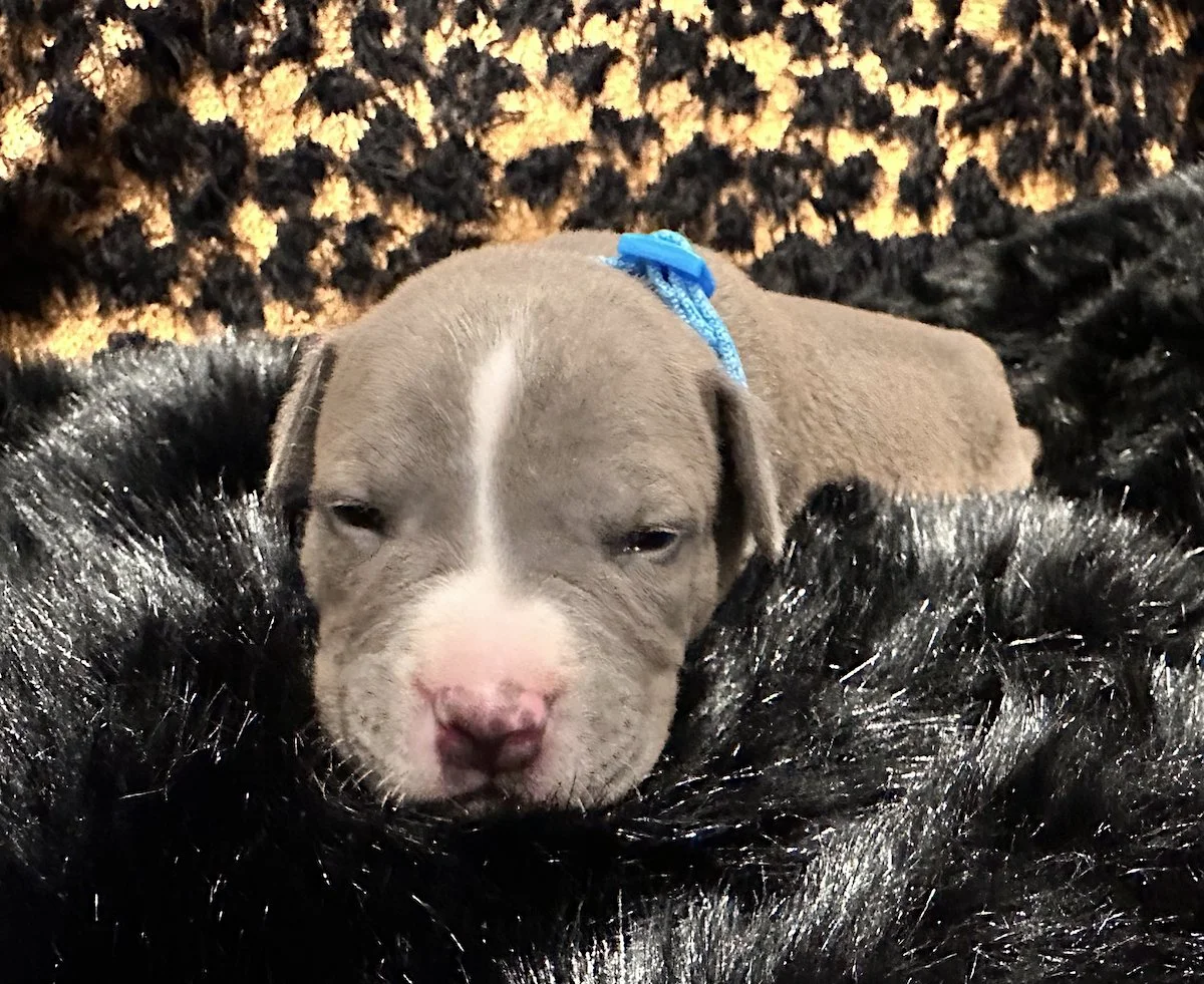 BESTINATION BK - BEST AMERICAN BULLY PUPPIES IN THE NATION — WELCOME TO ...
