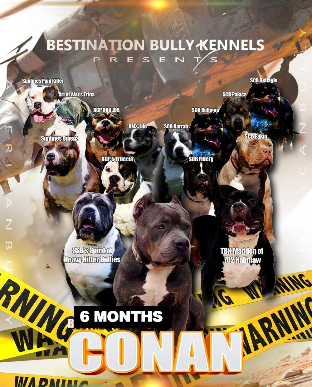 Our Males | XL American Bully & Brazilian Bull Studs | Bestination ...