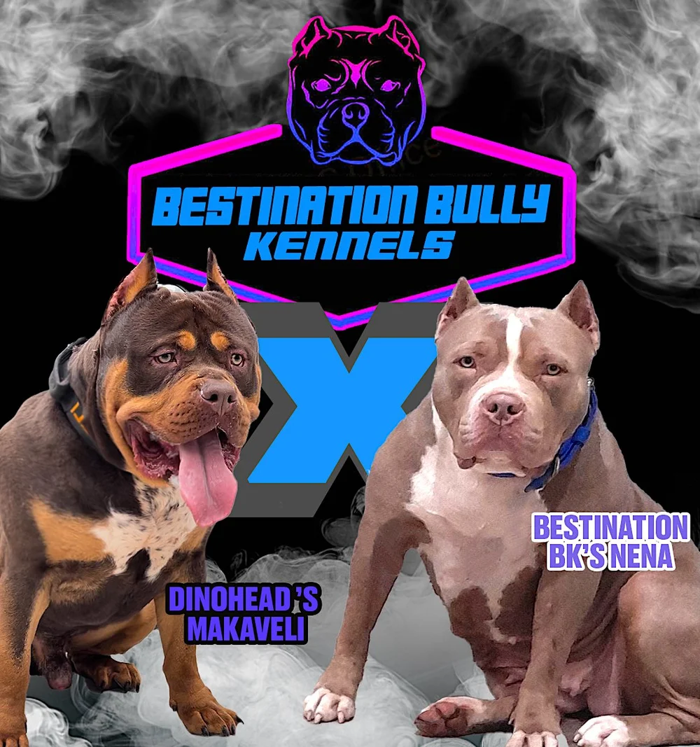 UPCOMING BREEDINGS — WELCOME TO BESTINATION BULLY KENNELS
