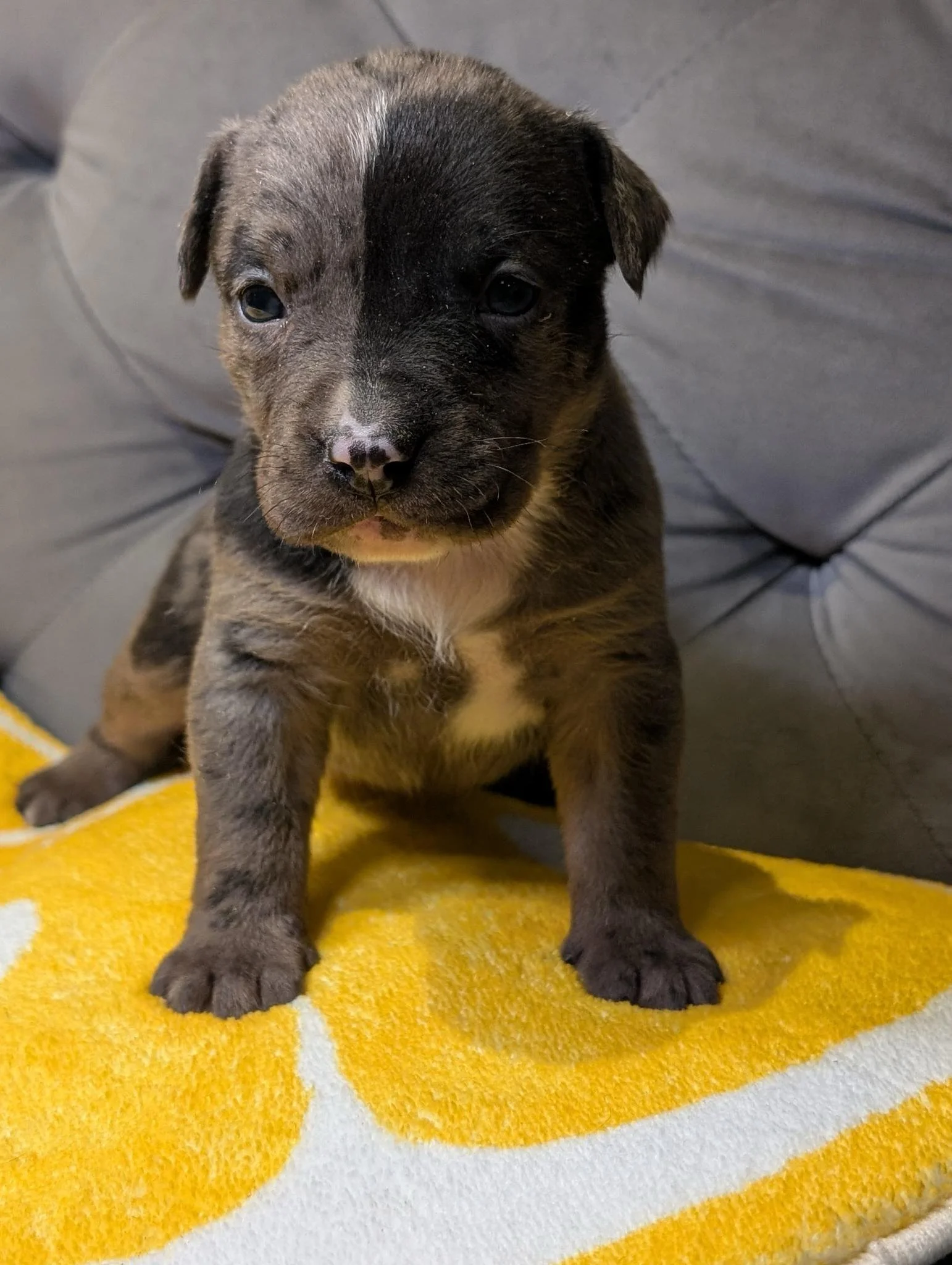 BESTINATION BK - BEST AMERICAN BULLY PUPPIES IN THE NATION — WELCOME TO ...