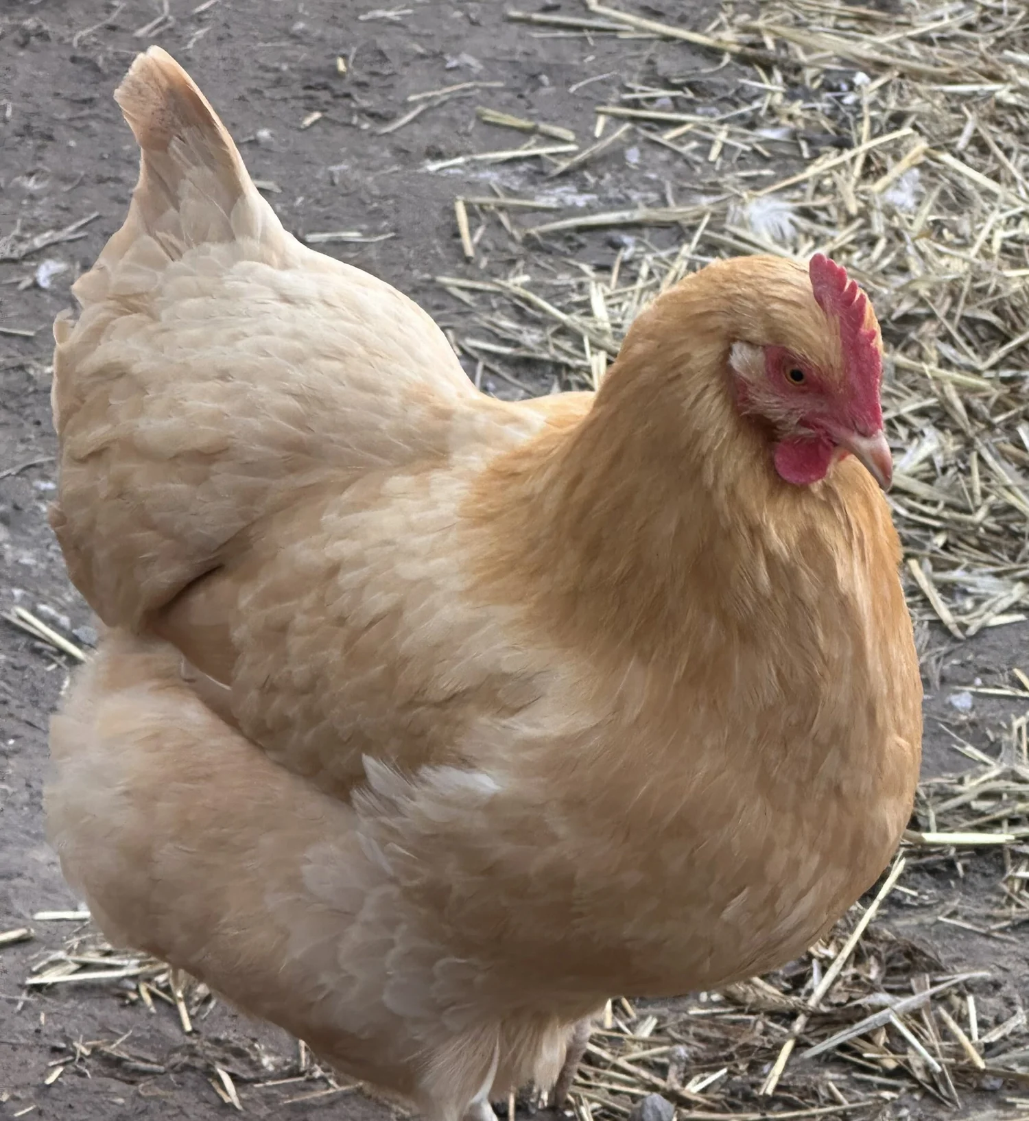 Goldie Hen the Chicken — Flying Pigs Sanctuary