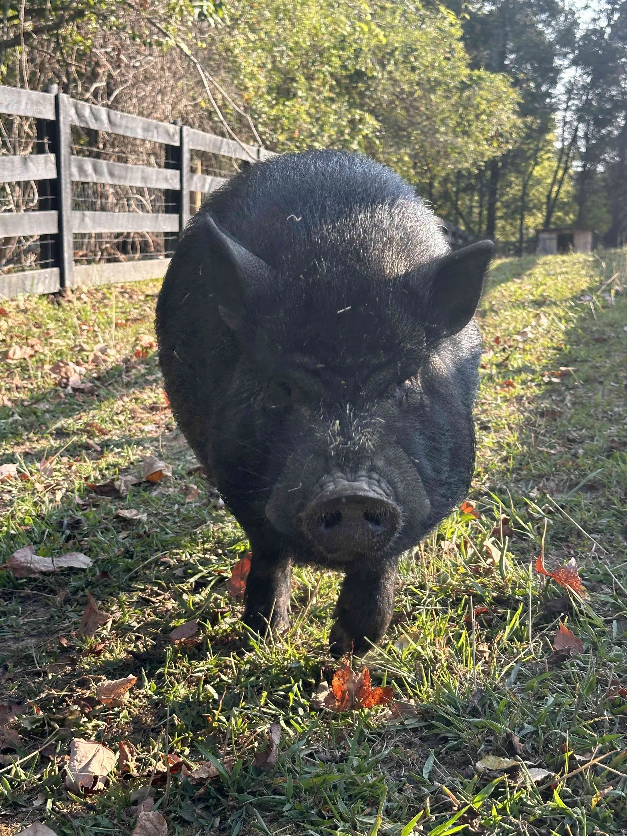 Charlie Brown the Pig — Flying Pigs Sanctuary