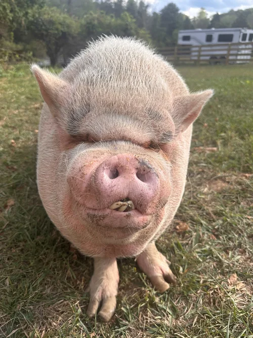 Hamilton the pig — Flying Pigs Sanctuary