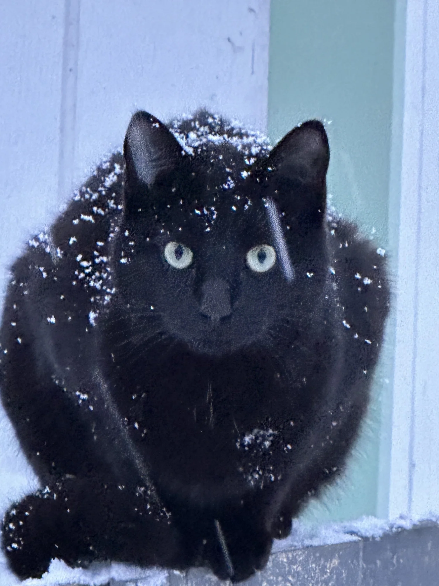 Possum the Cat — Flying Pigs Sanctuary