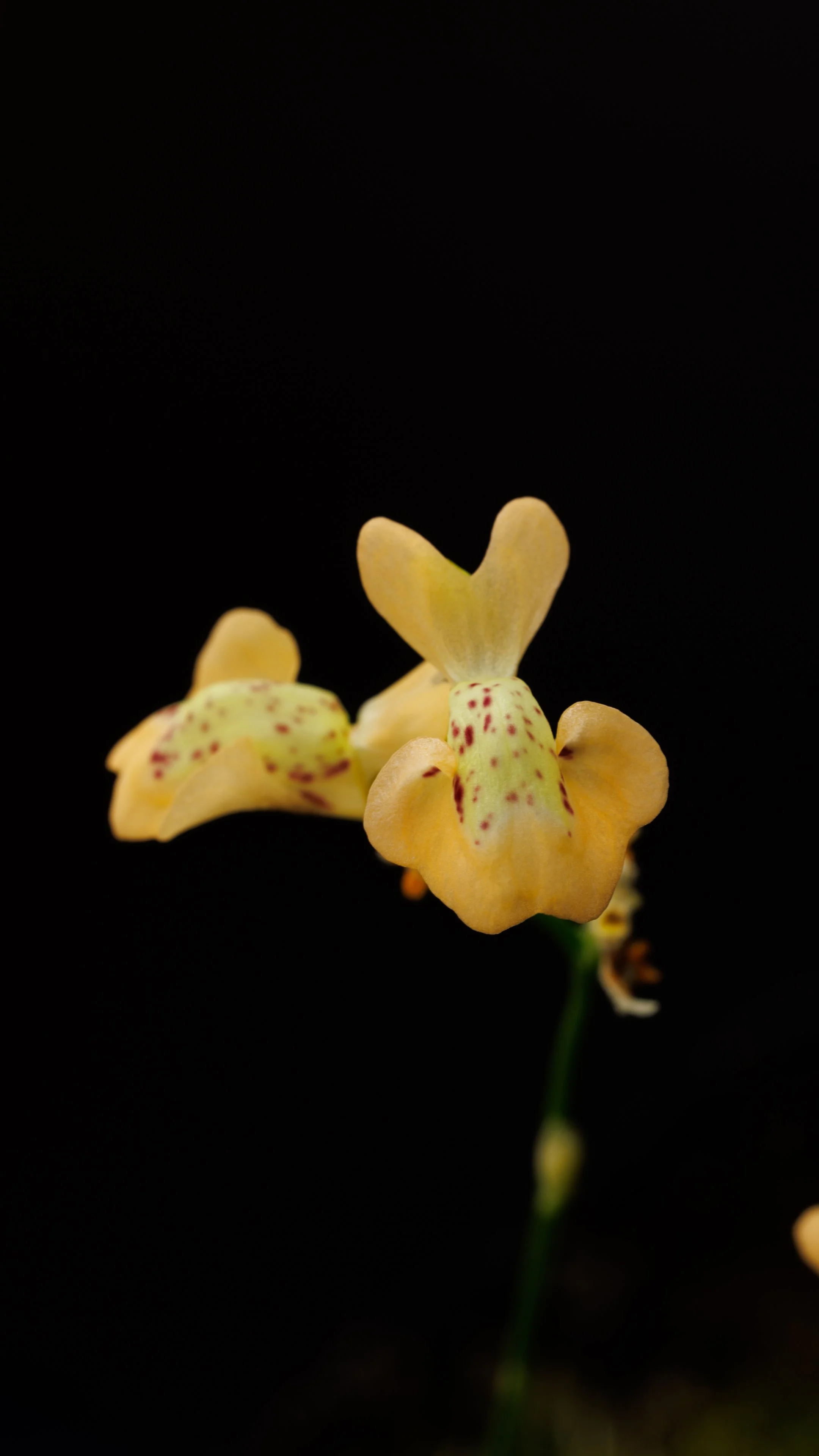 Terrestrial Bladderworts (Utricularia) Cultivation — Bogman Plantenstein
