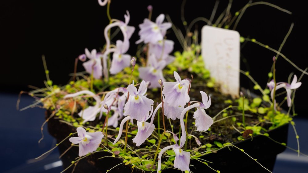 Terrestrial Bladderworts (Utricularia) Cultivation — Bogman Plantenstein