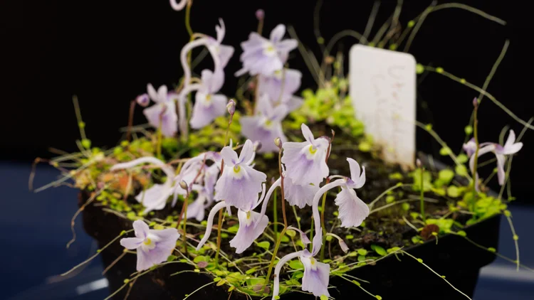 Terrestrial Bladderworts (Utricularia) Cultivation — Bogman Plantenstein