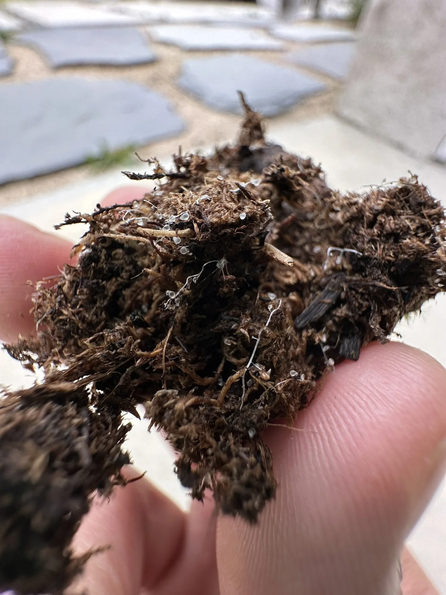 Terrestrial Bladderworts (Utricularia) Cultivation — Bogman Plantenstein