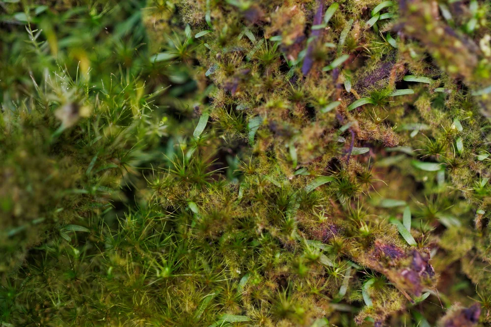 Terrestrial Bladderworts (Utricularia) Cultivation — Bogman Plantenstein