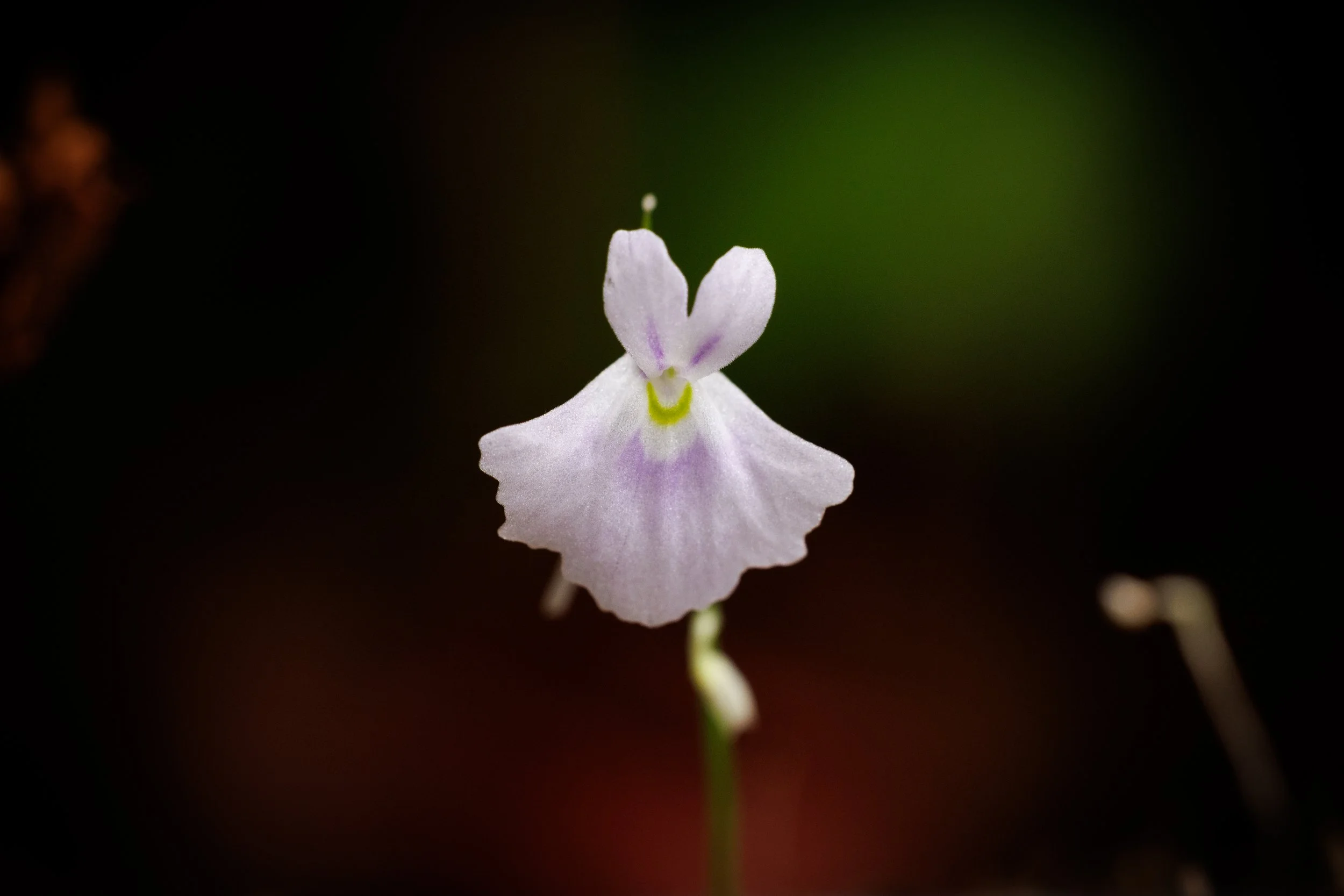Terrestrial Bladderworts (Utricularia) Cultivation — Bogman Plantenstein