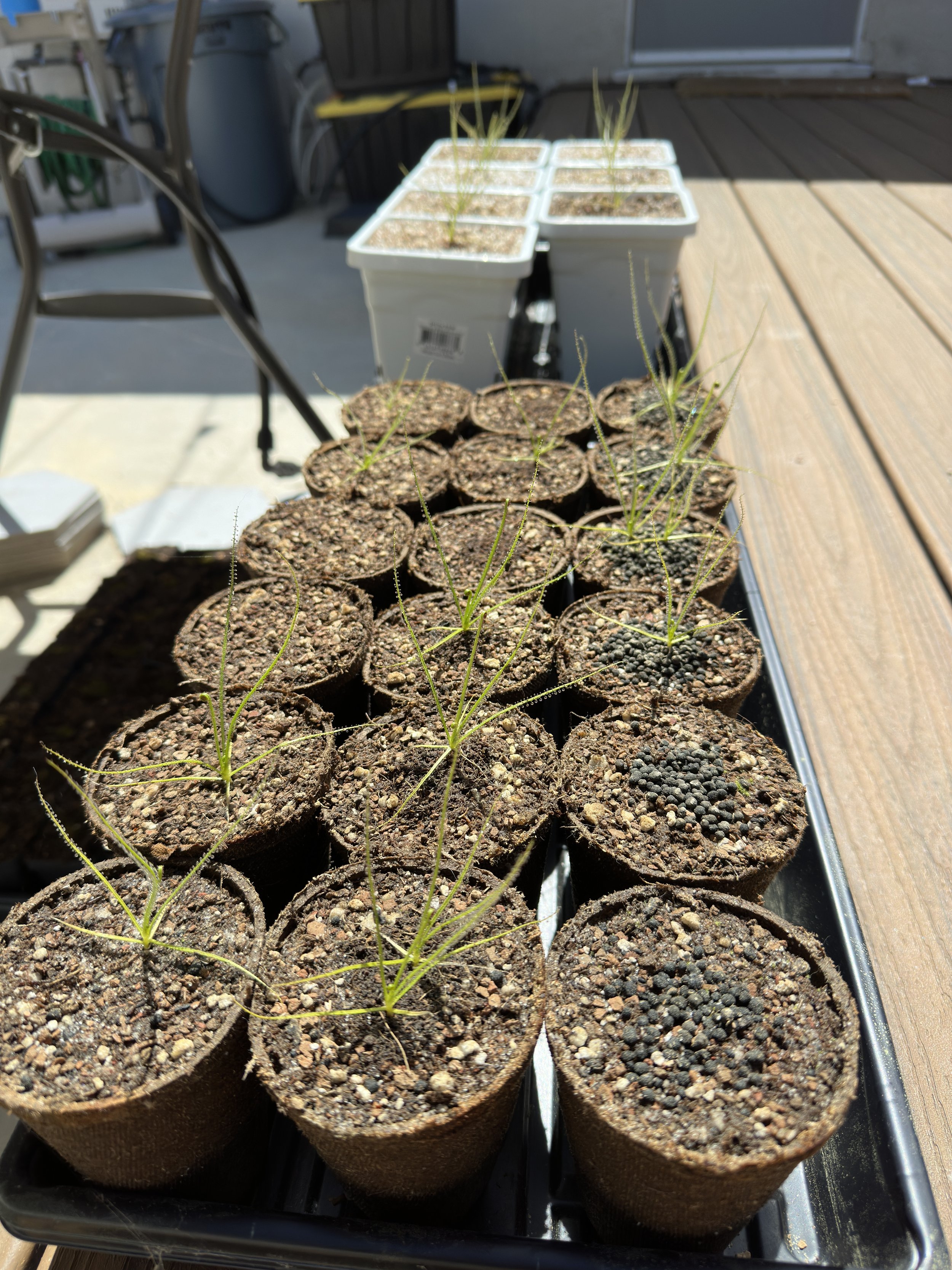 Dewy Pine (Drosophyllum) Cultivation — Bogman Plantenstein