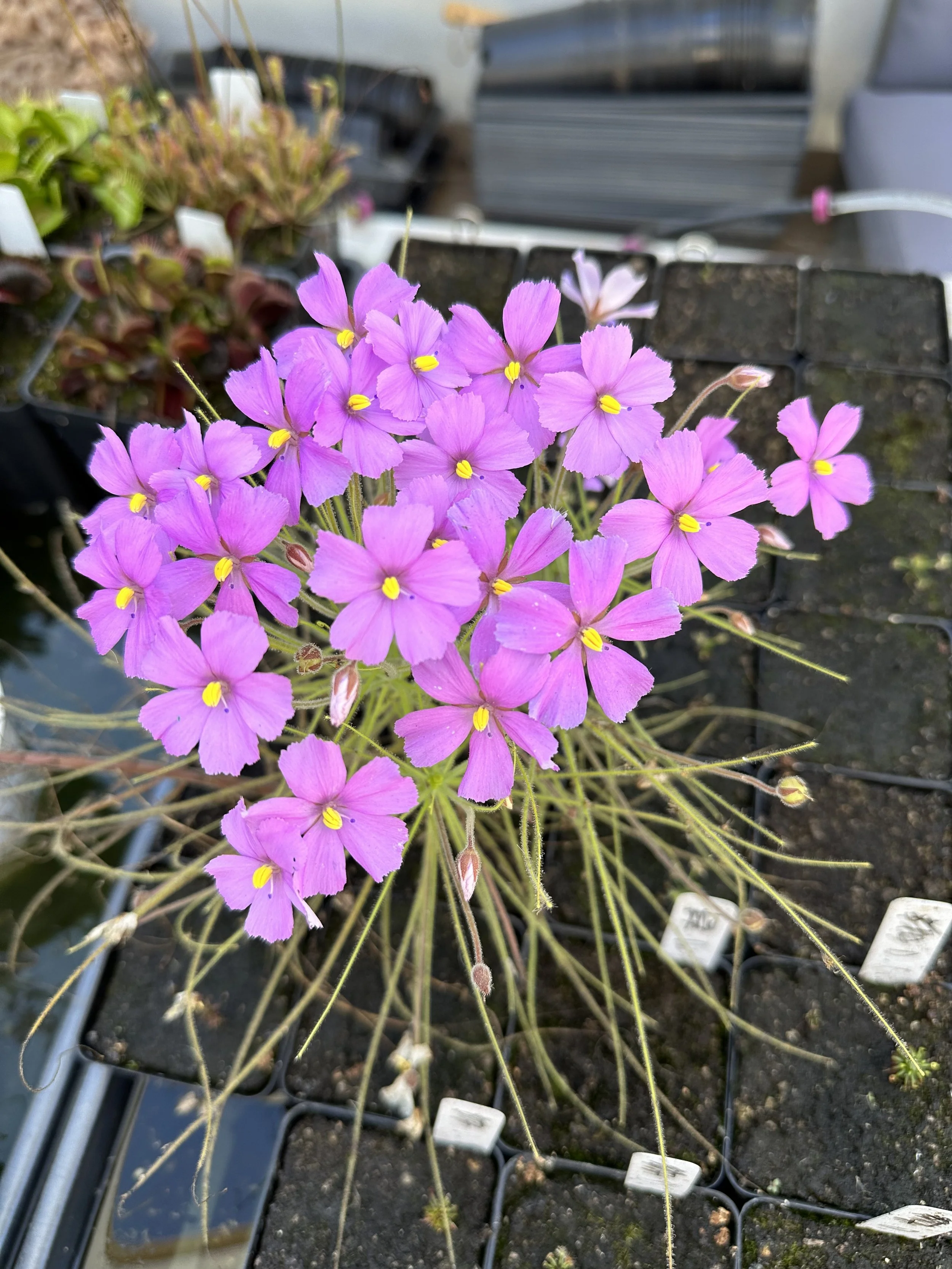 Rainbow Plant (Byblis) Cultivation — Bogman Plantenstein