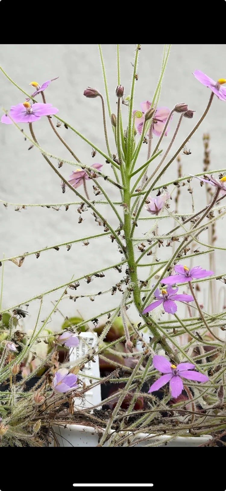 Rainbow Plant (Byblis) Cultivation — Bogman Plantenstein