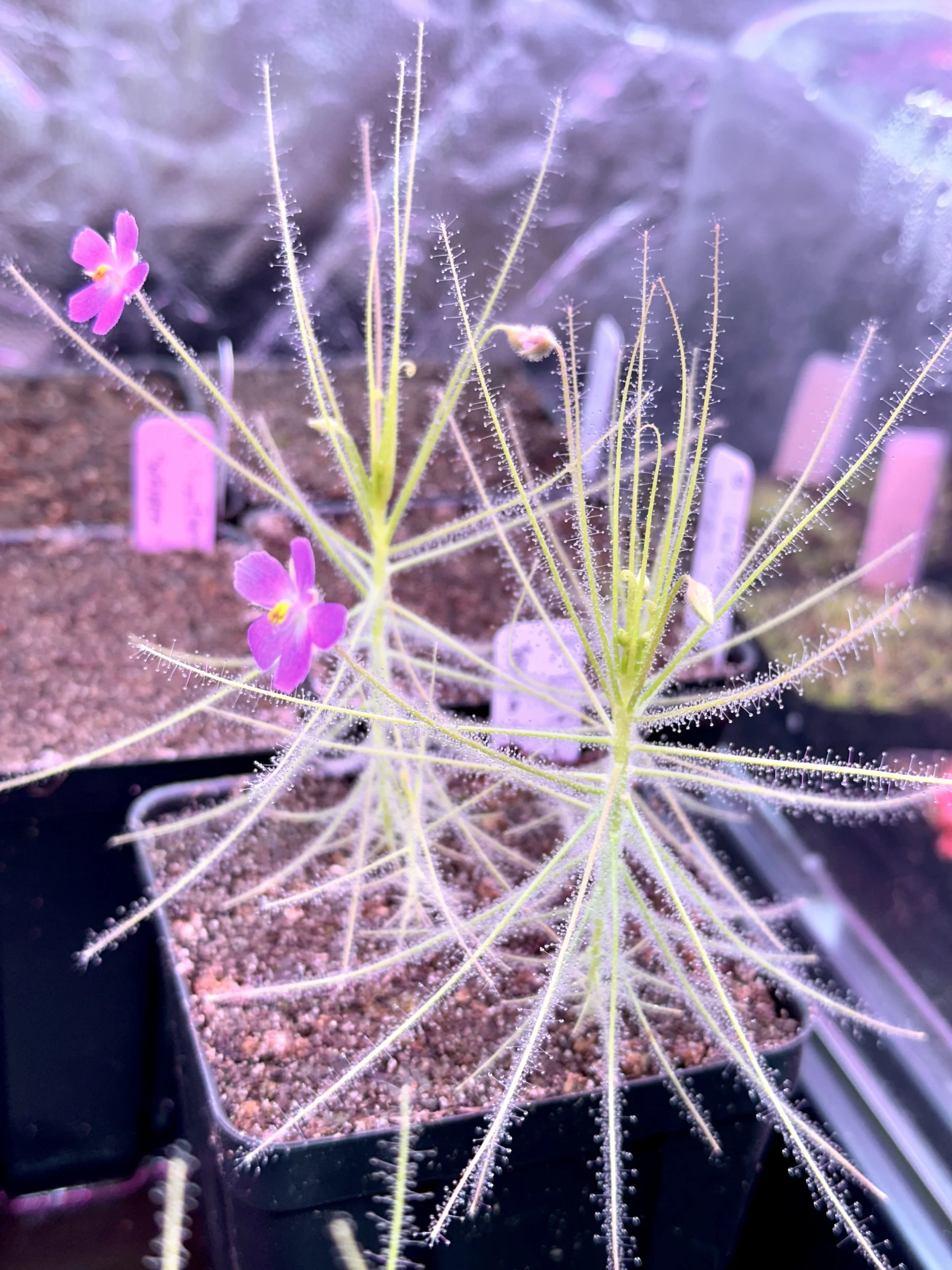 Rainbow Plant (Byblis) Cultivation — Bogman Plantenstein