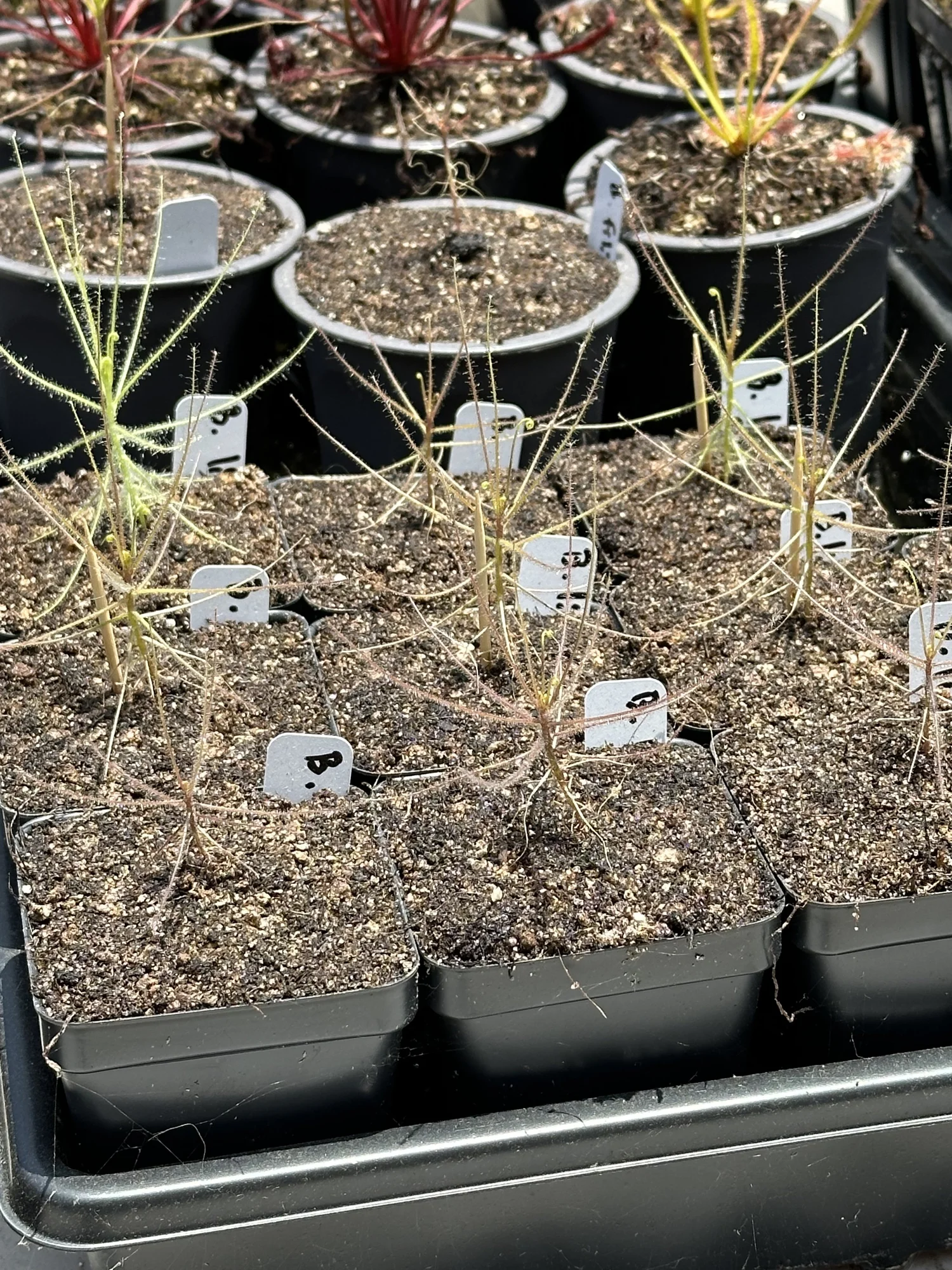 Rainbow Plant (Byblis) Cultivation — Bogman Plantenstein