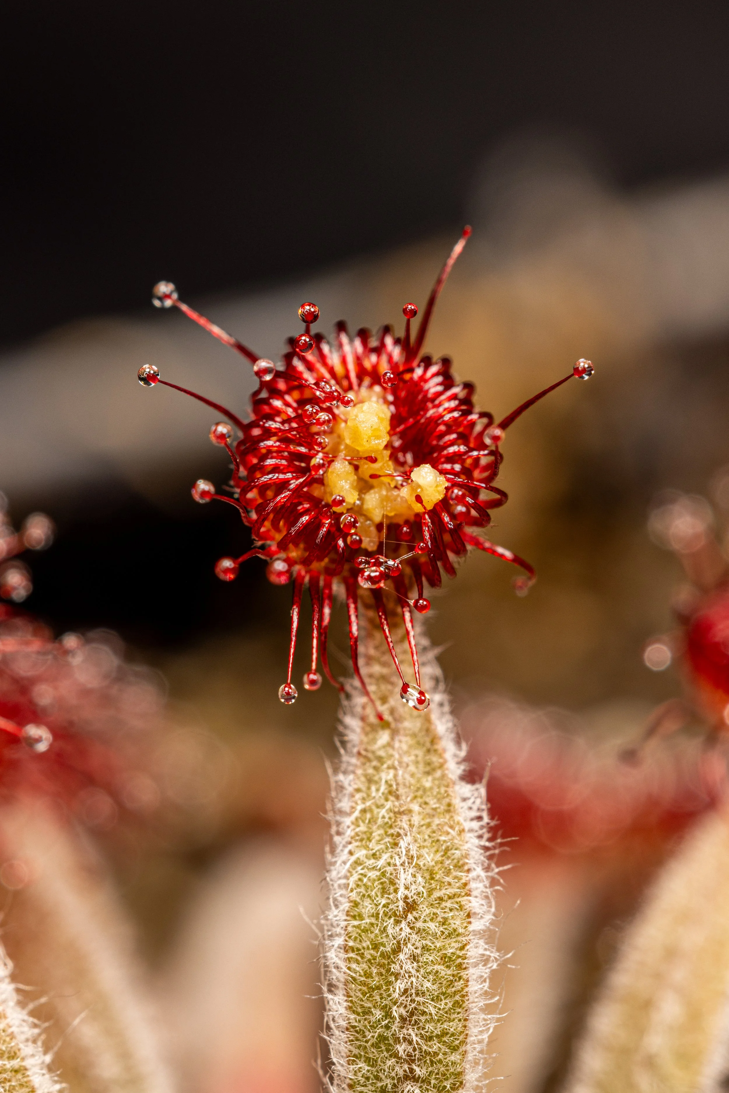How to Feed Carnivorous Plants with Insect Powder — Bogman Plantenstein