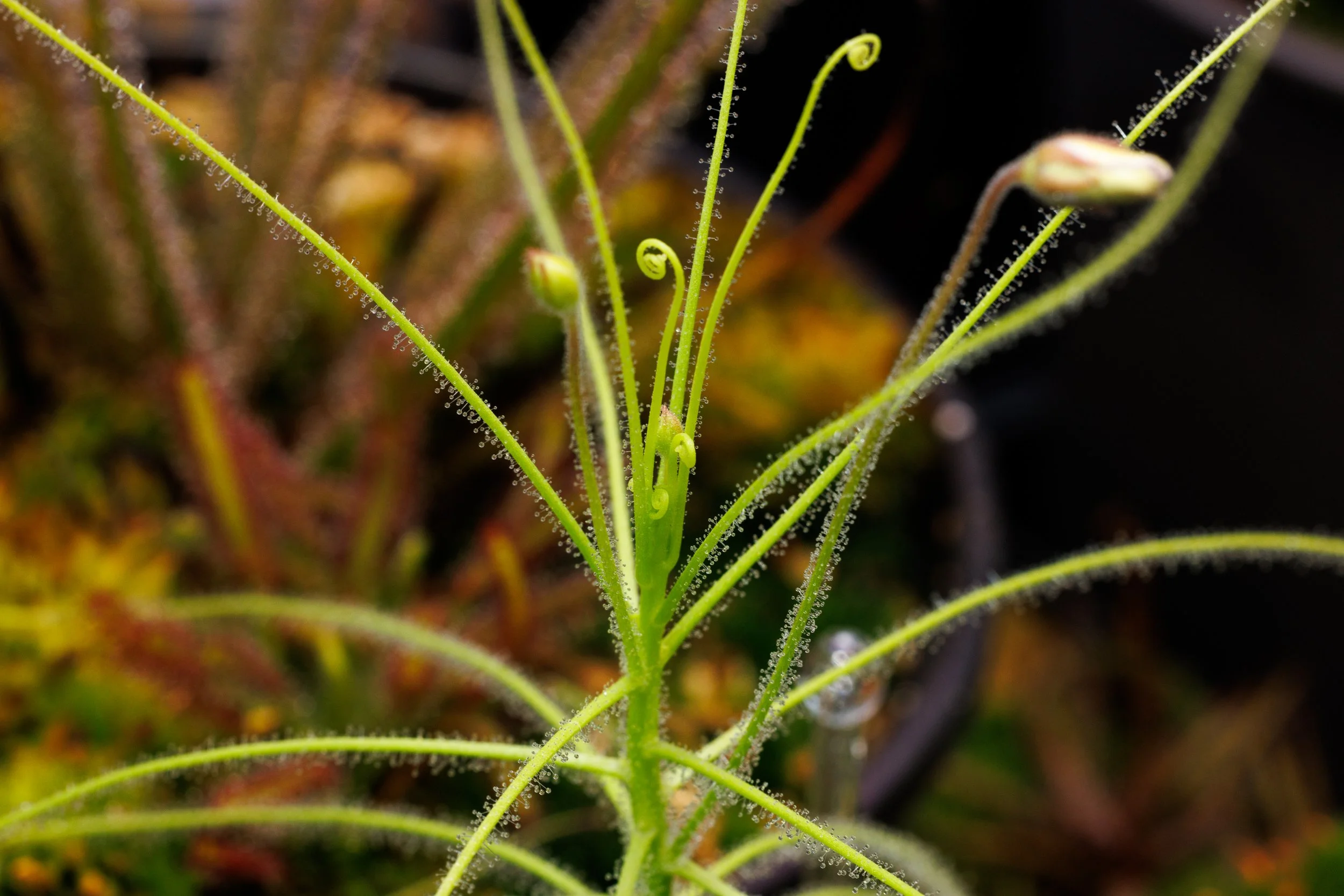 Rainbow Plant (Byblis) Cultivation — Bogman Plantenstein