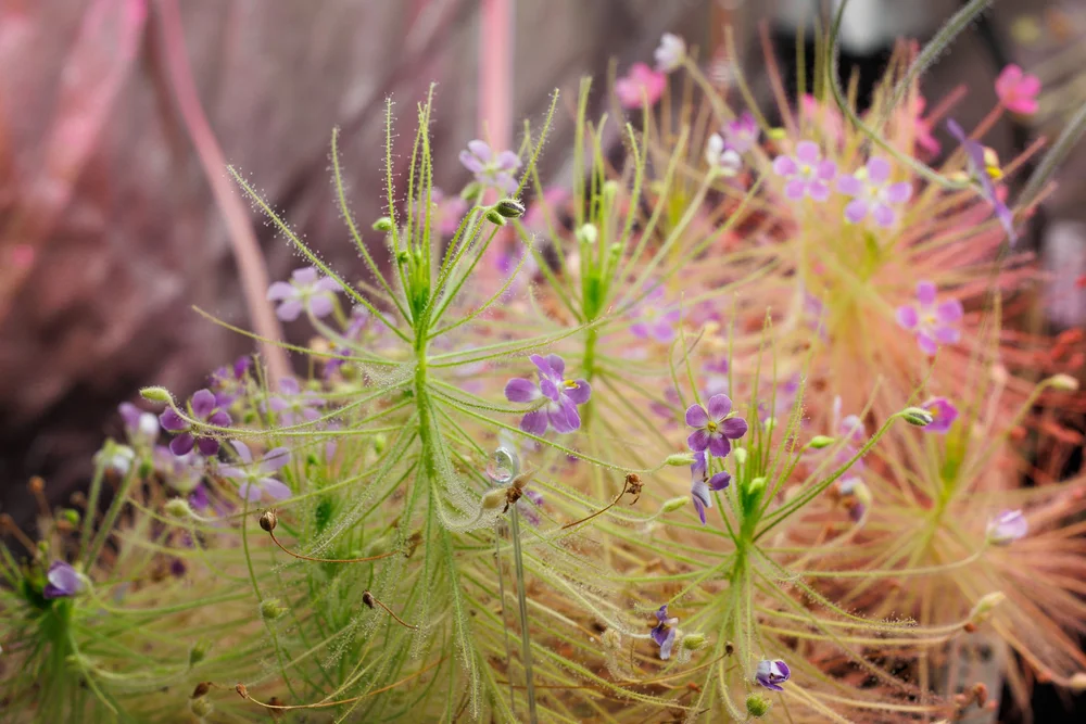 Rainbow Plant (Byblis) Cultivation — Bogman Plantenstein