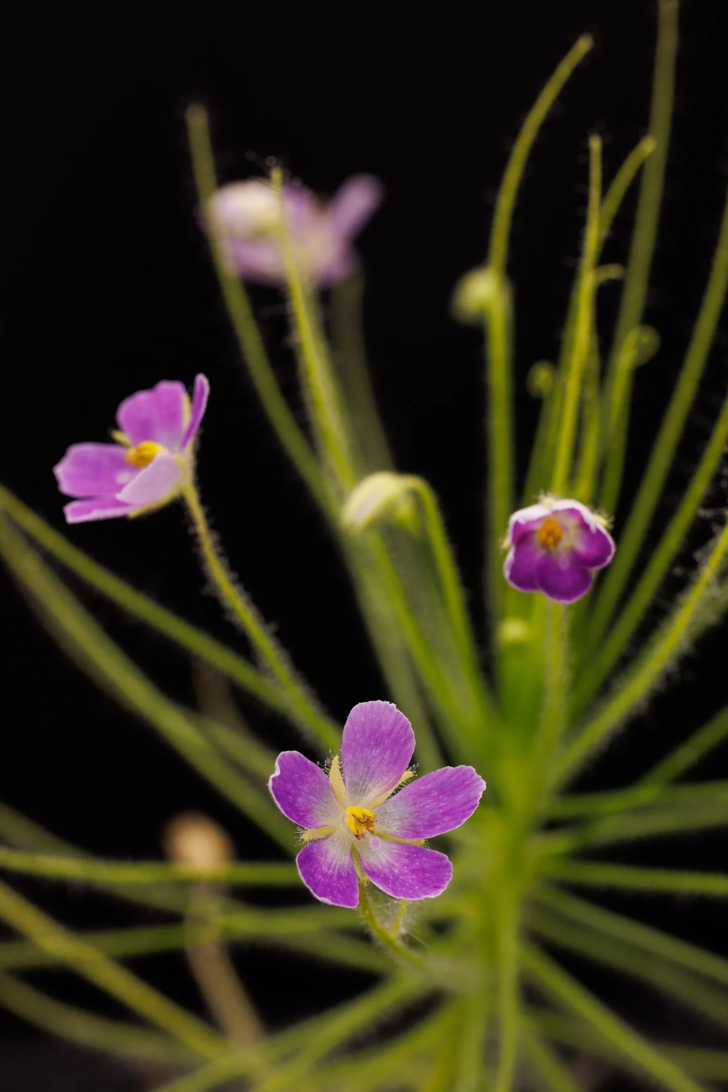 Rainbow Plant (Byblis) Cultivation — Bogman Plantenstein