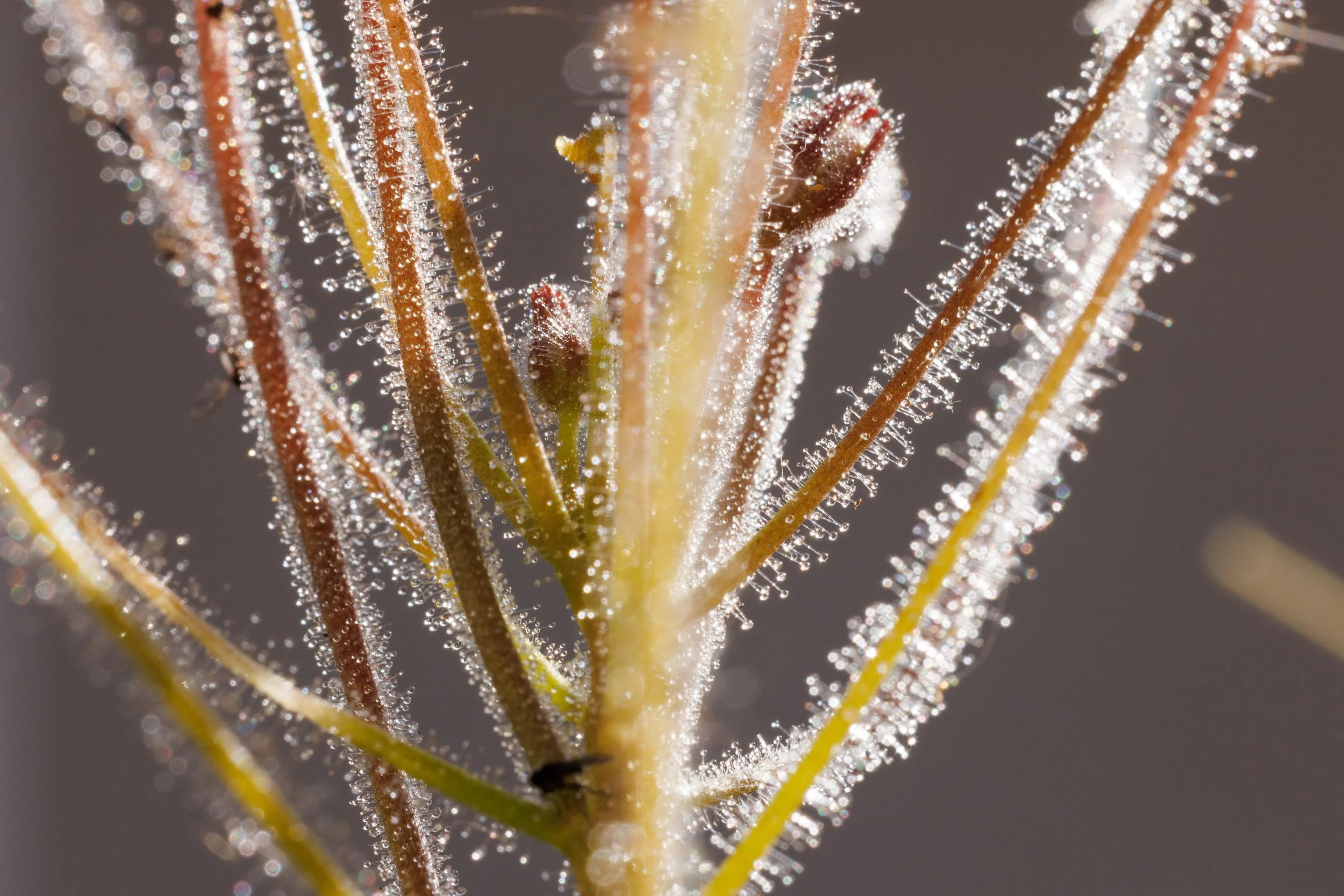 Rainbow Plant (Byblis) Cultivation — Bogman Plantenstein