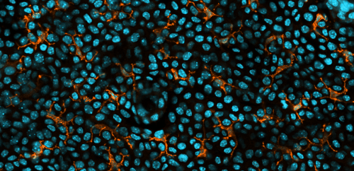 Danish BioImaging Infrastructure